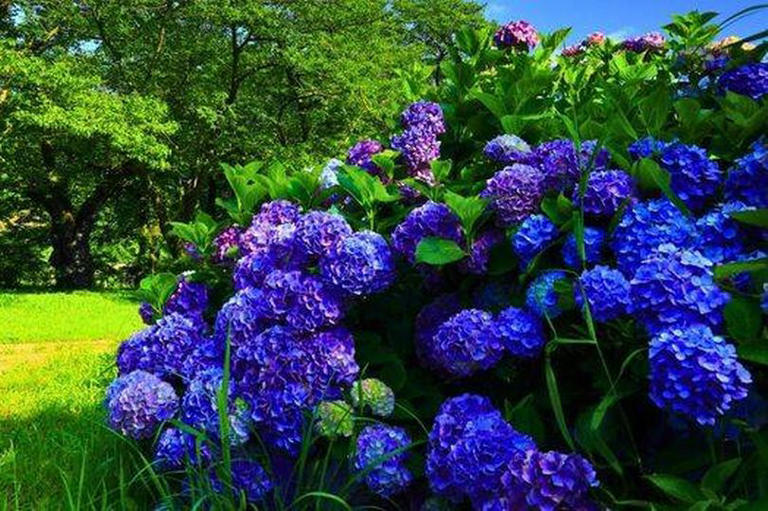 ‘I’m a garden expert - feed hydrangeas 1 natural item for bigger and ...