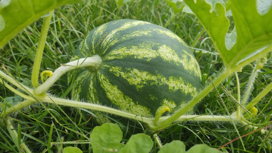 How to Plant, Grow, and Care for ‘Crimson Sweet’ Watermelons