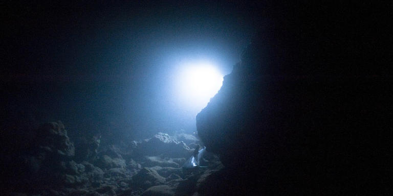 A New Predator Has Emerged From the Deepest, Darkest Part of the Ocean.....