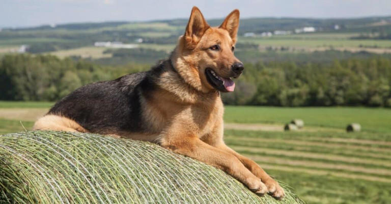 Types of Farm Dog Breeds — You’ll Love These Ranch Dogs!