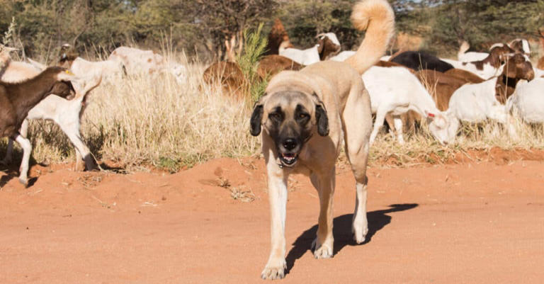 Types of Farm Dog Breeds — You’ll Love These Ranch Dogs!