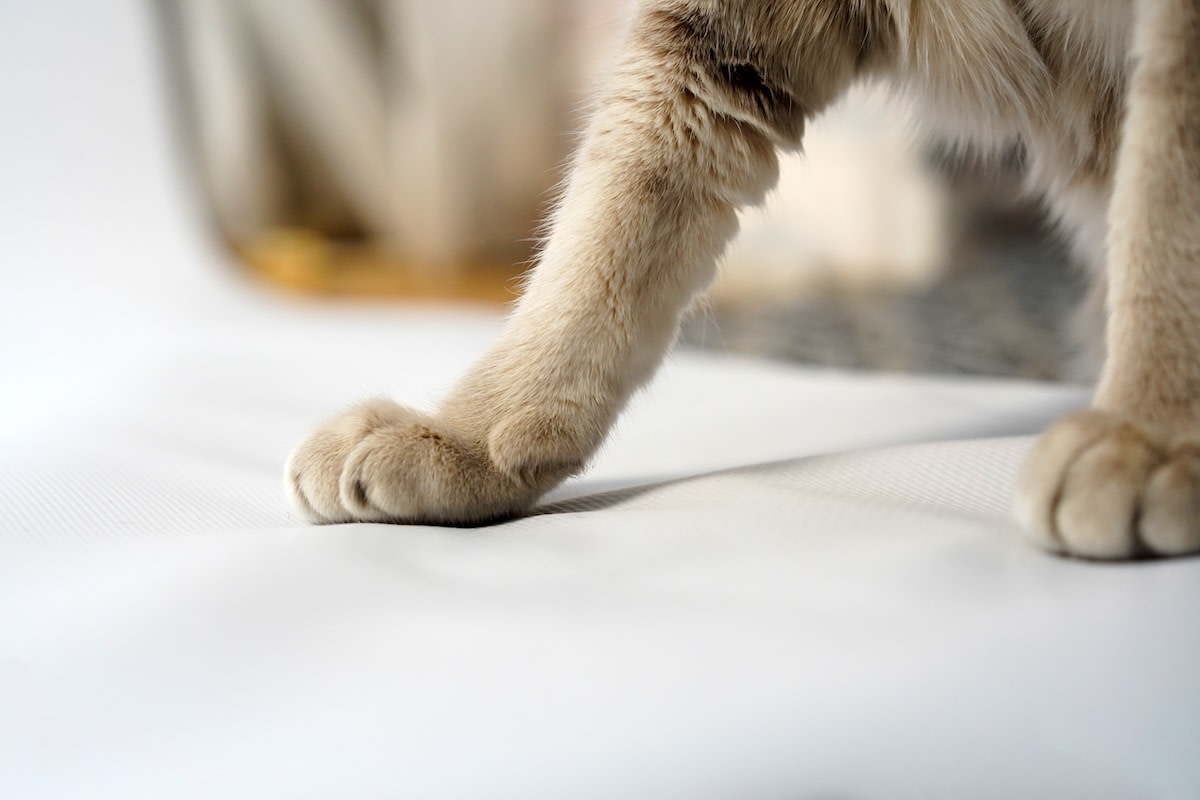 Maine Coon Cat’s Exquisite ‘Split-Face’ Coloring Is True Beauty