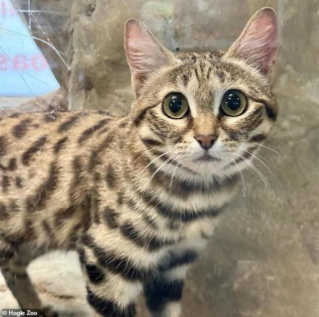 World's deadliest KITTENS named Thelma and Louise make their adorable ...