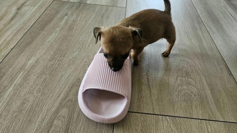 Kranke Helga ausgesetzt: Wie es dem Hund heute geht und warum es Streit ...