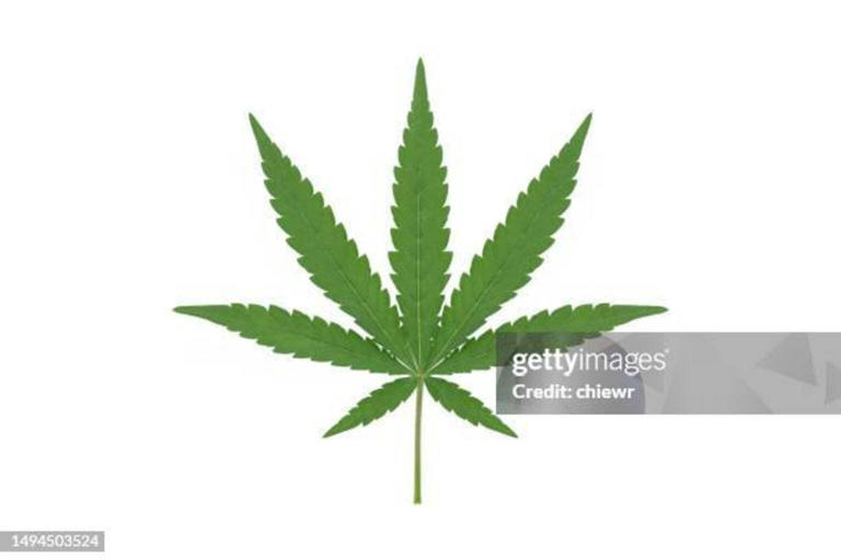 Coming back to life: High Times to be revived by cannabis rolling paper ...