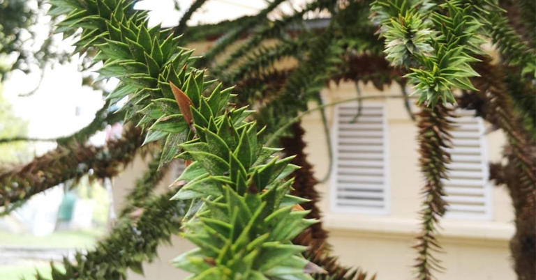 Araucaria bidwillii: características, ciclo vital y todos sus usos