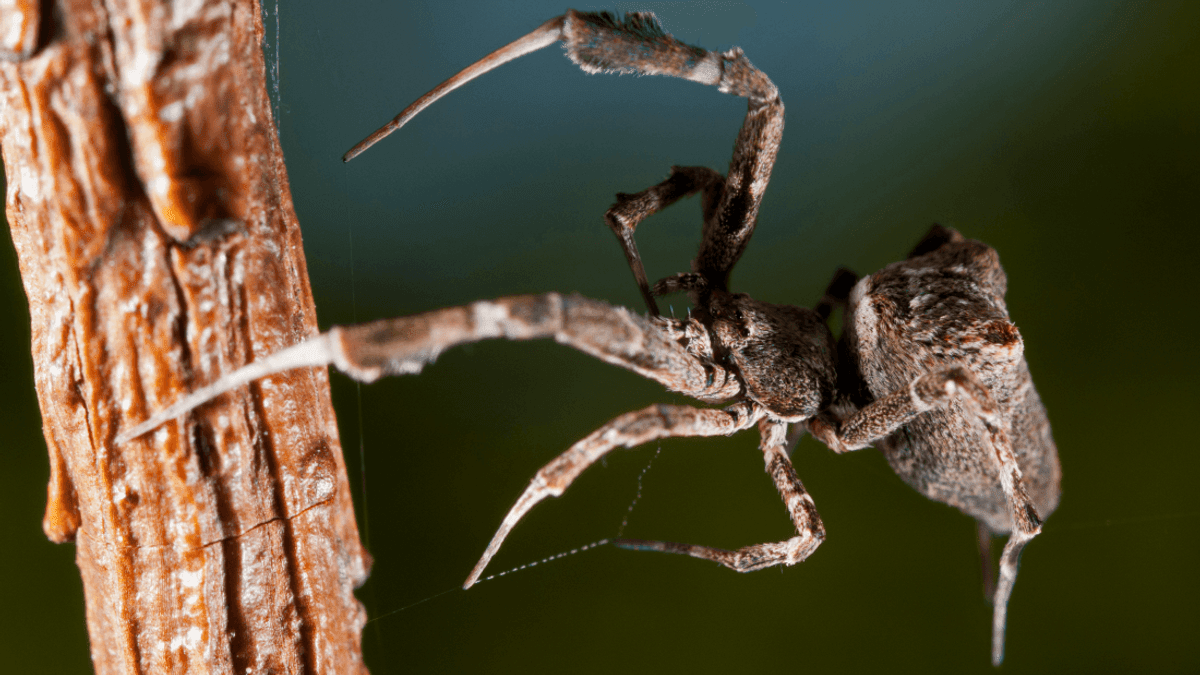 These Spiders Vomit Their Victims To Death, Regurgitating Toxic Goo ...
