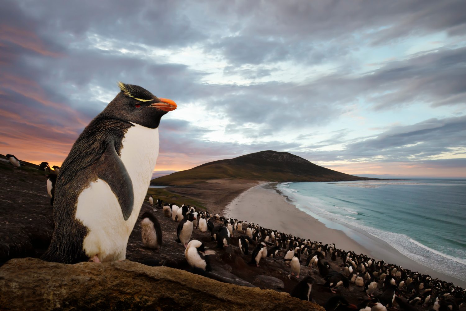 All About the Newly Discovered Rockaroni Penguin