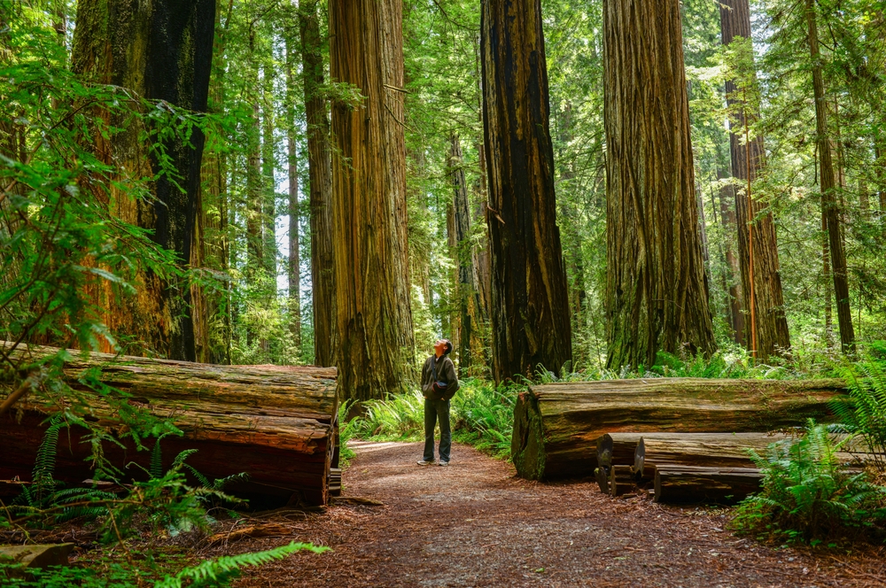 You Can Pedal Through The Redwood Forest On Rail Bikes In Northern ...
