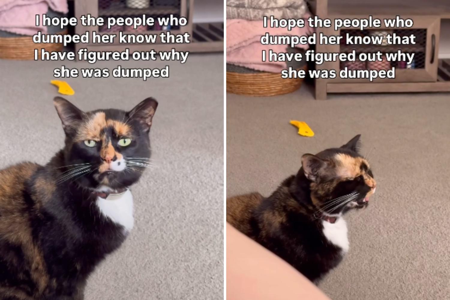 Woman has message for previous owner after she "figured out" why cat dumped