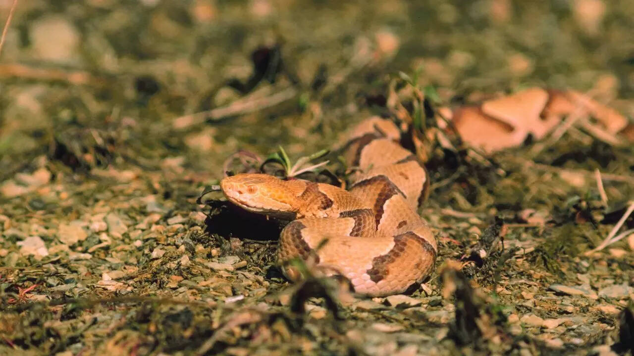 5 baby snakes that are more dangerous than they look