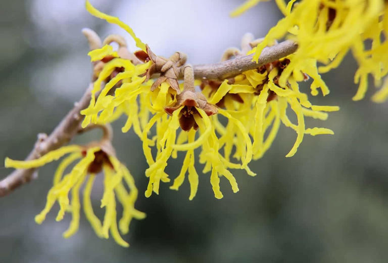 Propiedades medicinales, usos y beneficios de Hamamelis virginiana ...