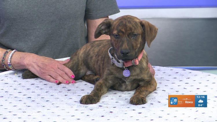 TUESDAY TAILS: Meet Big Dipper from the SPCA of East Texas