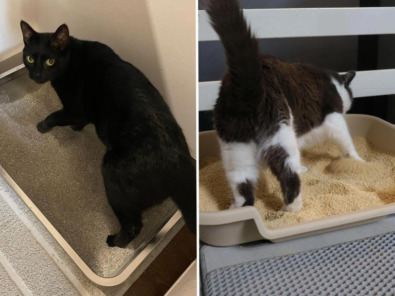 The best cat litter boxes, tested and reviewed