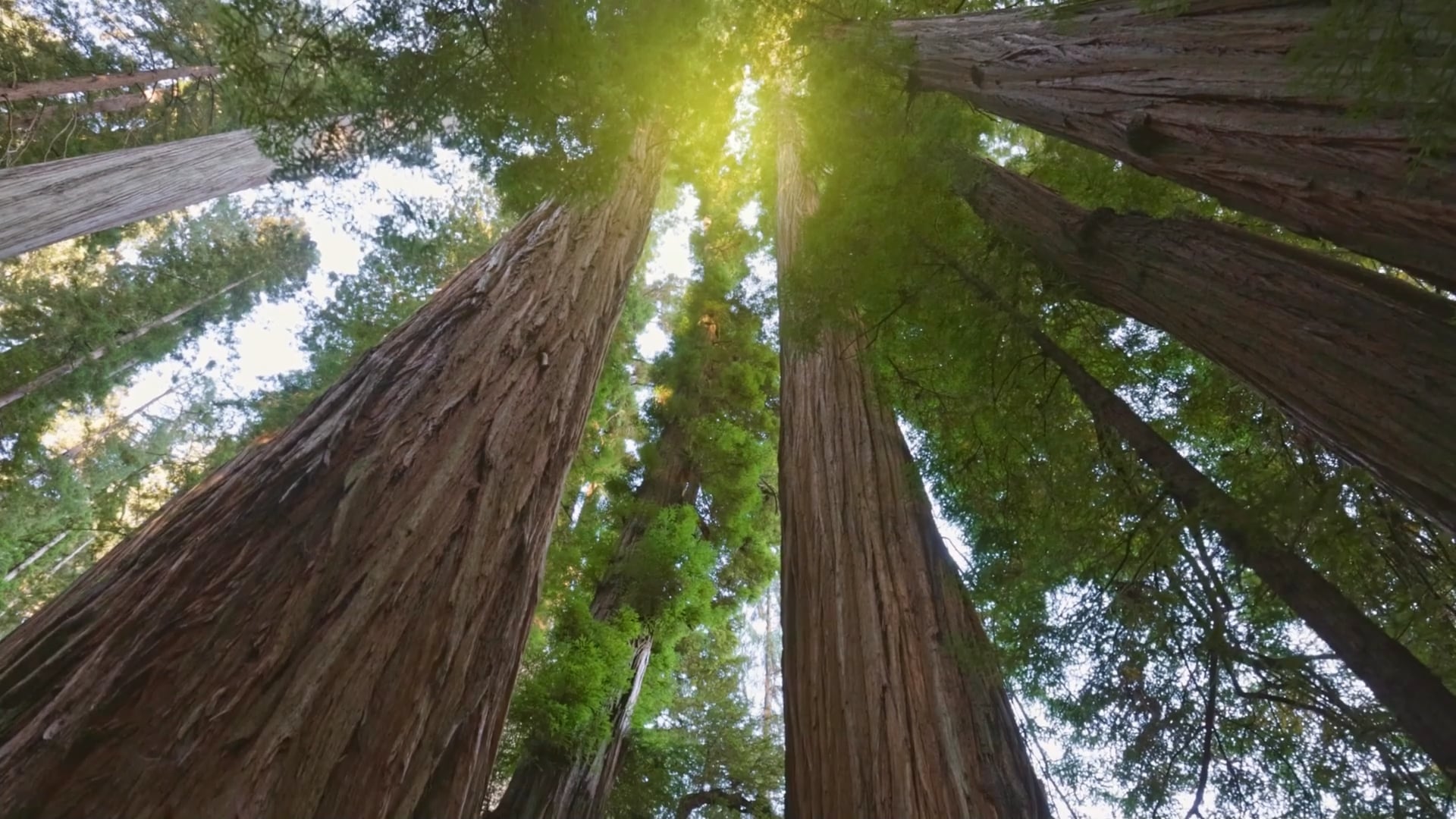 Explore Redwood's Sky-High Canopy with Stunning Drone Views