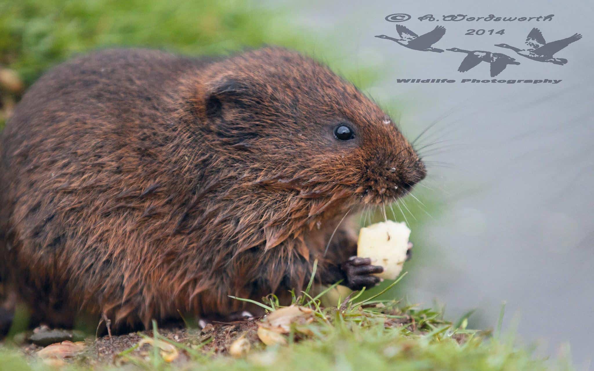 What Do Voles Eat? 15+ Foods These Rodents Consume