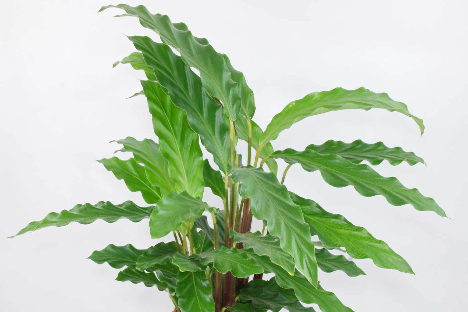 Calathea Xena: cuidados, características y secretos de la planta oración