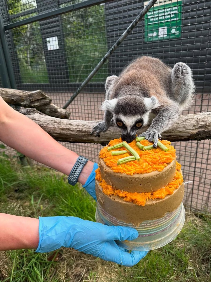 Look: Lemur at Scottish zoo named the world's oldest at 39