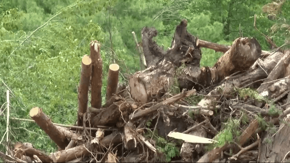 Ice storm aftermath: thousands of power poles head to landfills in Michigan