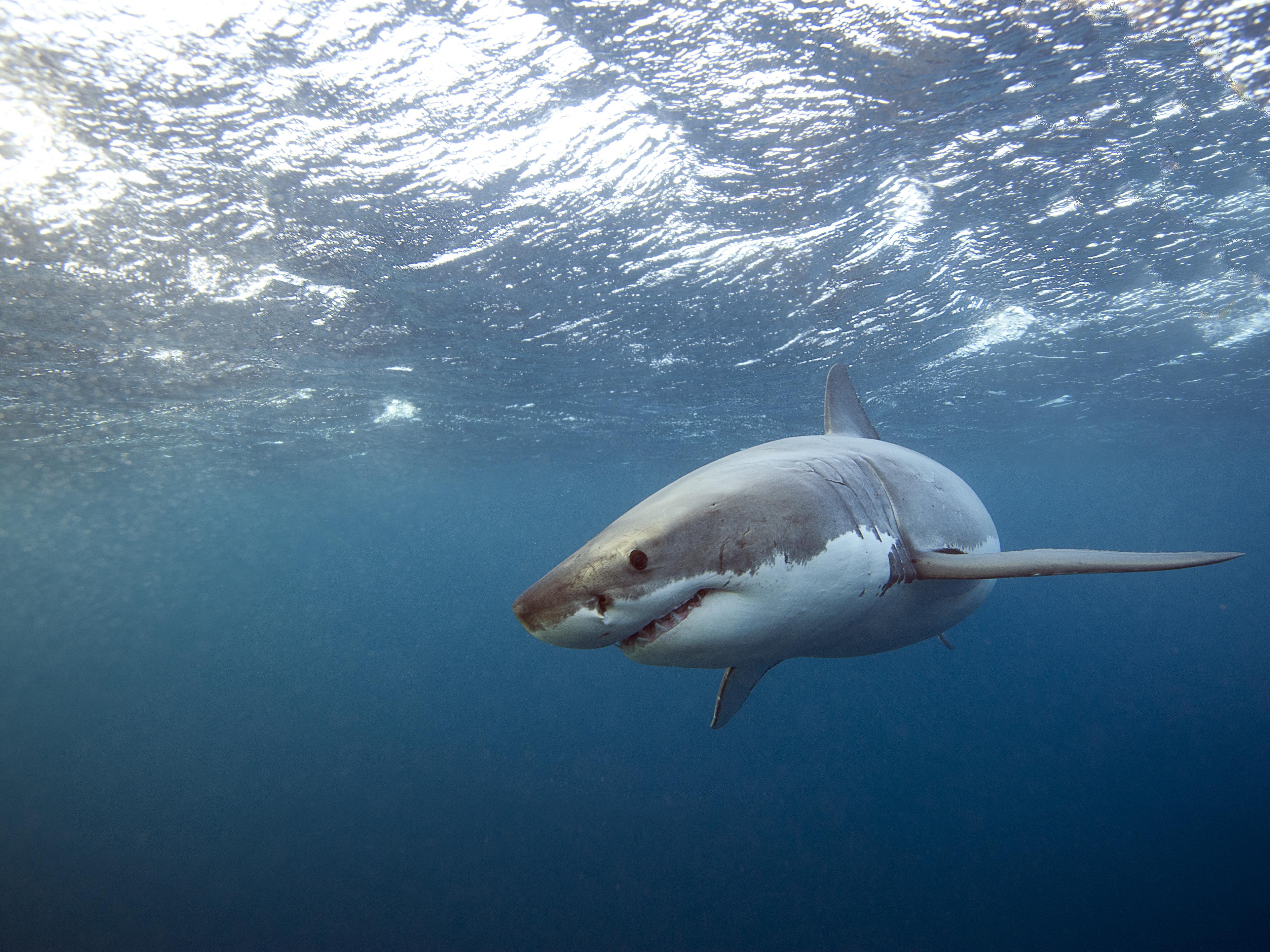 Davantage de requins blanc présents dans le golfe du Saint-Laurent