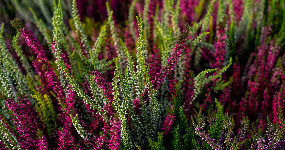 Erica australis: guía completa de cuidados, características y usos en ...