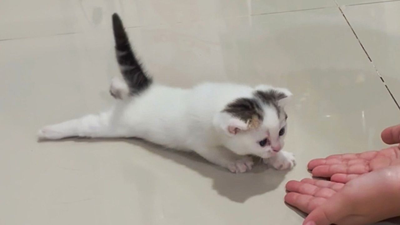 Skipping leg day! Adorable kitten drags itself instead of walking