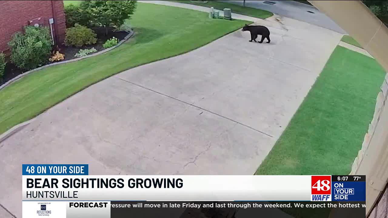 Black bears spotted in south Huntsville, expert weighs in