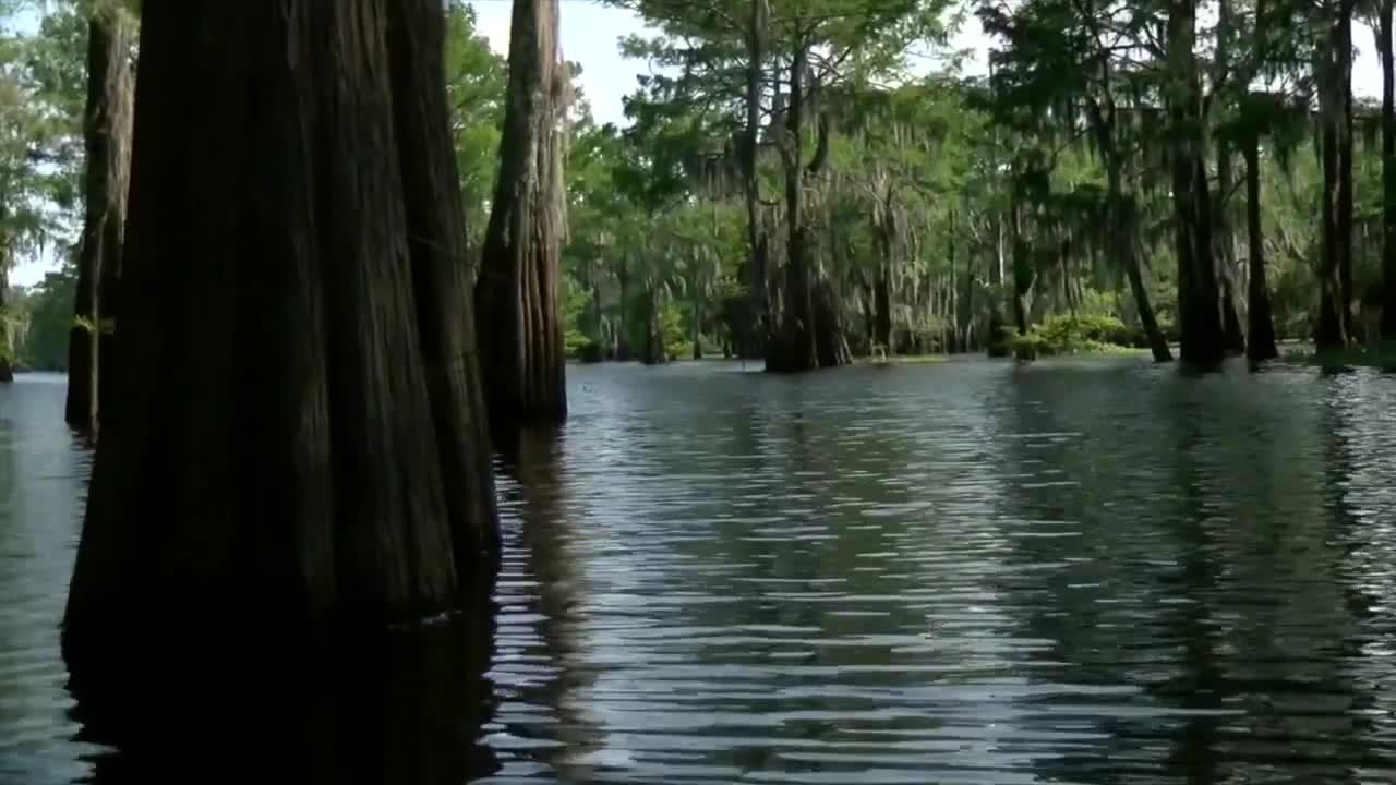 Senate Bill 94 Changes Wetlands Protections in Louisiana
