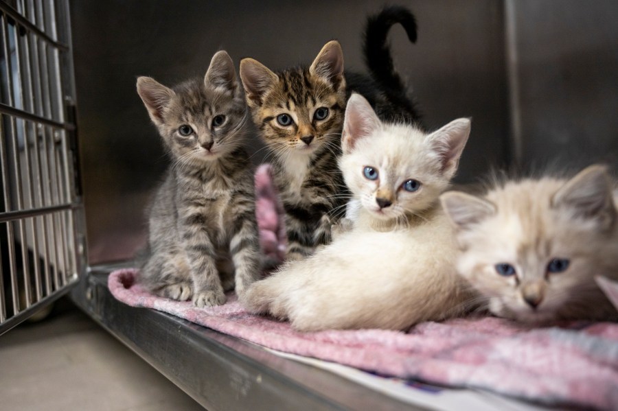 Humane Society of Tampa Bay halts kitten adoptions due to highly ...