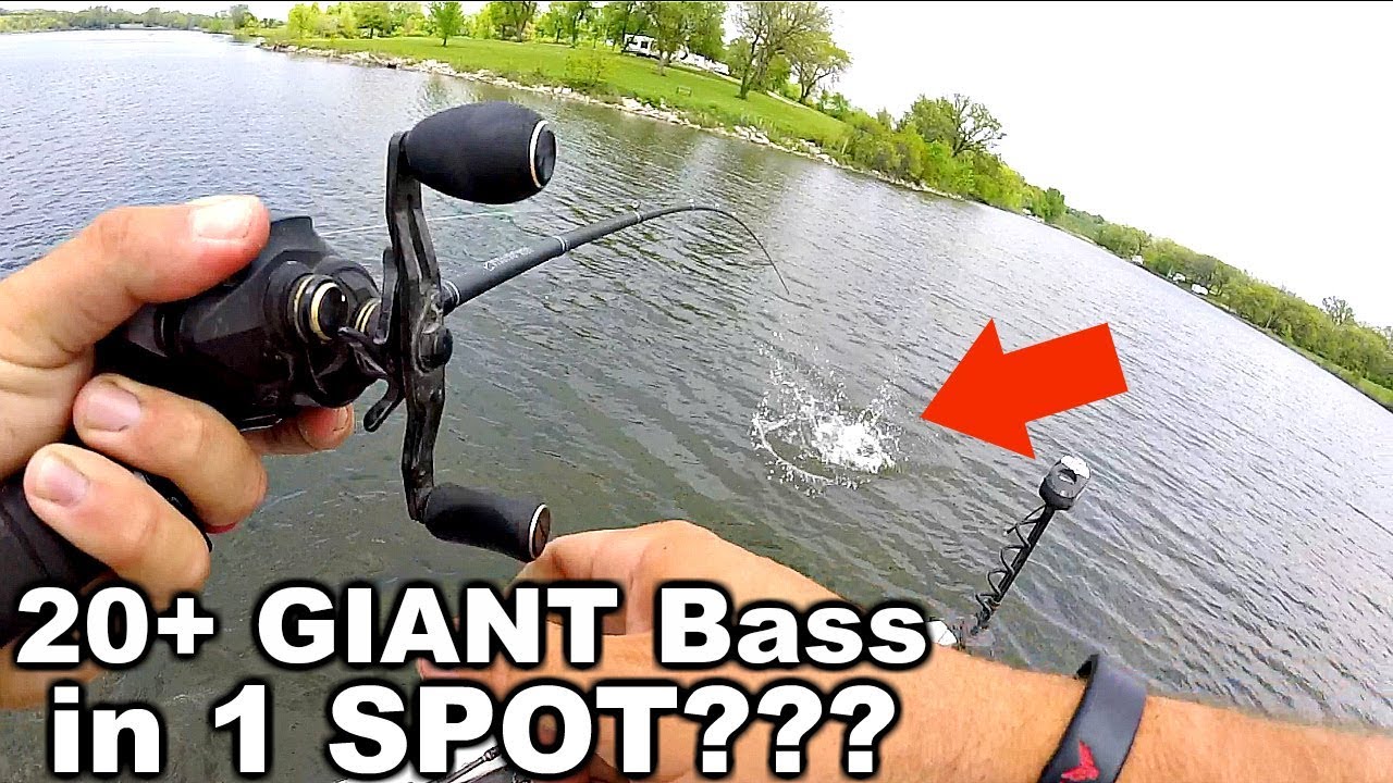Best swimbait day produces 20+ giant bass in one spot