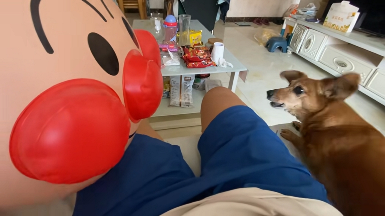 Dog barks in surprise at Anpanman balloon in Shandong, China