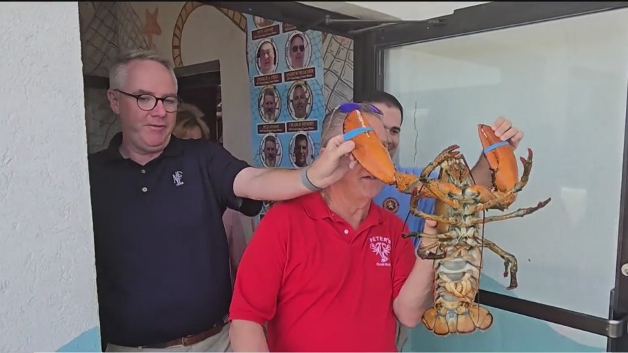 Lorenzo, the giant 110-year-old NY lobster, gets a second chance at life