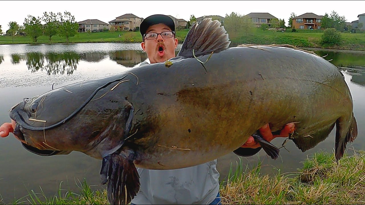 World record catfish caught in city pond shocks anglers