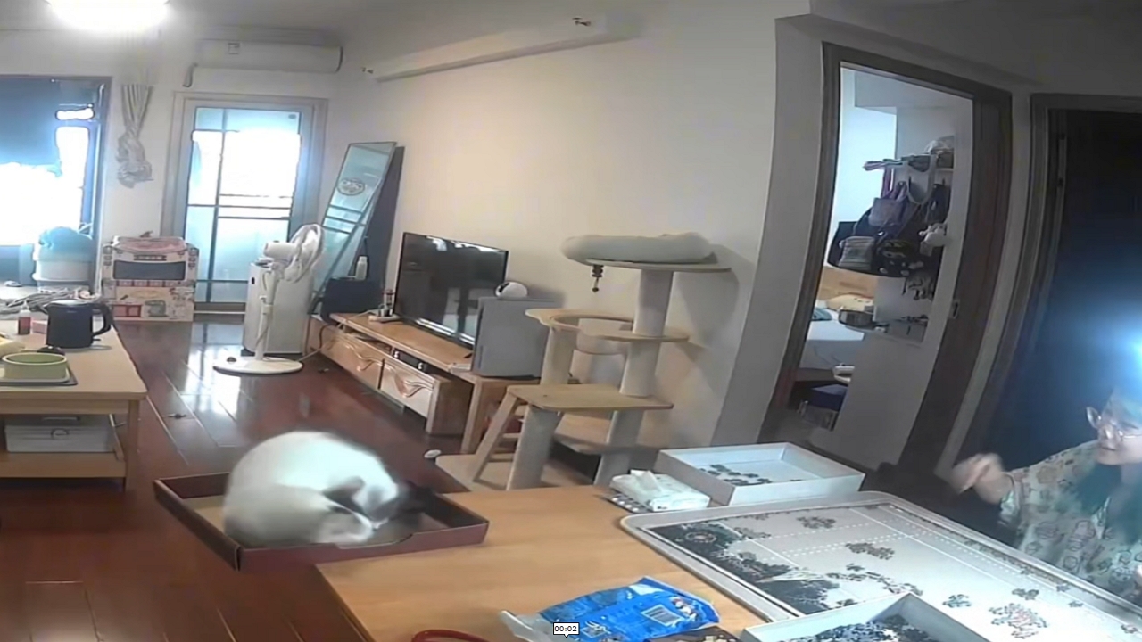 Cat falls off table while playing with puzzle box cover in Guangdong, China