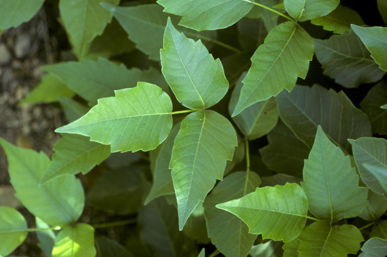 What Does Poison Ivy Really Look Like? How To Spot and Treat It Fast