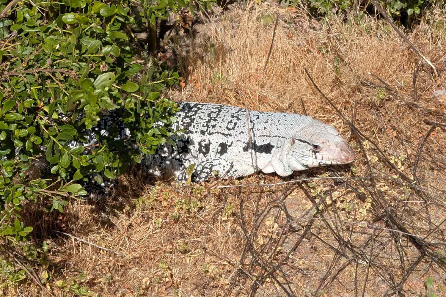 Invasive Lizard from a Continent Away Found Hiking in California Park