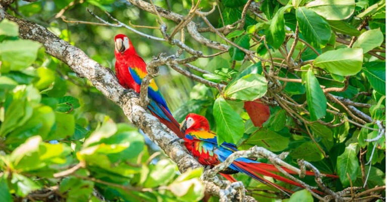 From the Scarlet Macaw to the Resplendent Quetzal: A Guide to Colorful ...