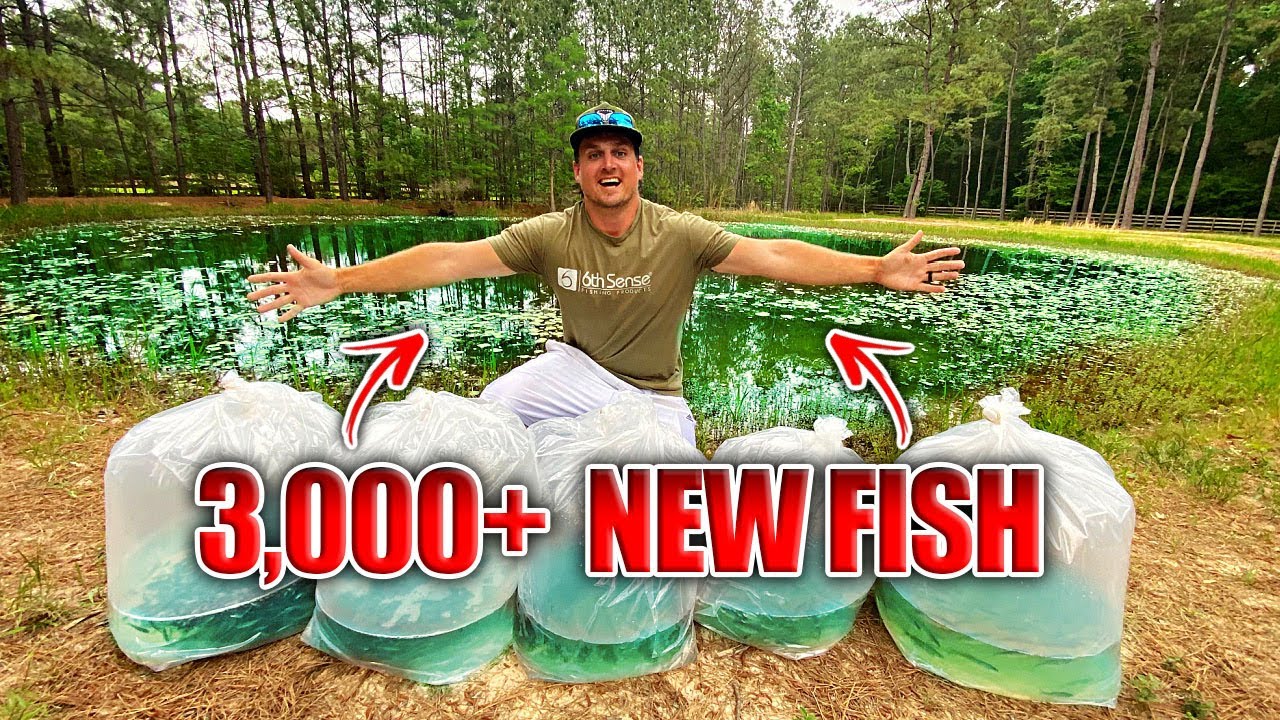 Stocking backyard pond with 3,000 new mystery fish