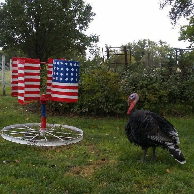 17 Funny Turkey Pictures to Make You Gobble With Laughter