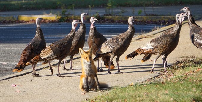 17 Funny Turkey Pictures to Make You Gobble With Laughter