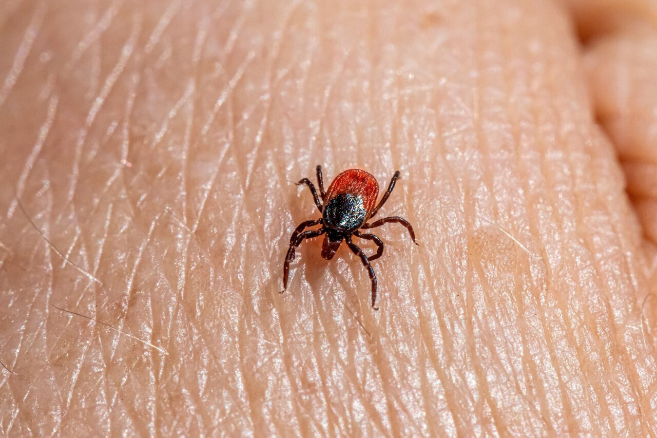 Are we asking the right questions to prevent tick-borne illnesses?