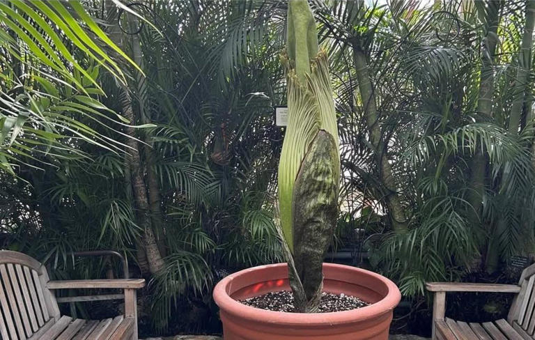 Another corpse flower readies to bloom at Como Park Zoo's conservatory