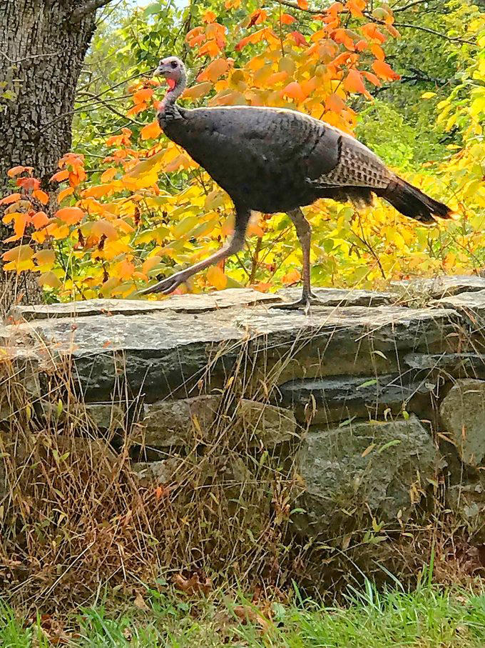 17 Funny Turkey Pictures to Make You Gobble With Laughter