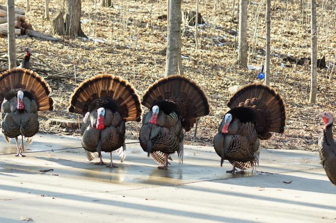 17 Funny Turkey Pictures to Make You Gobble With Laughter