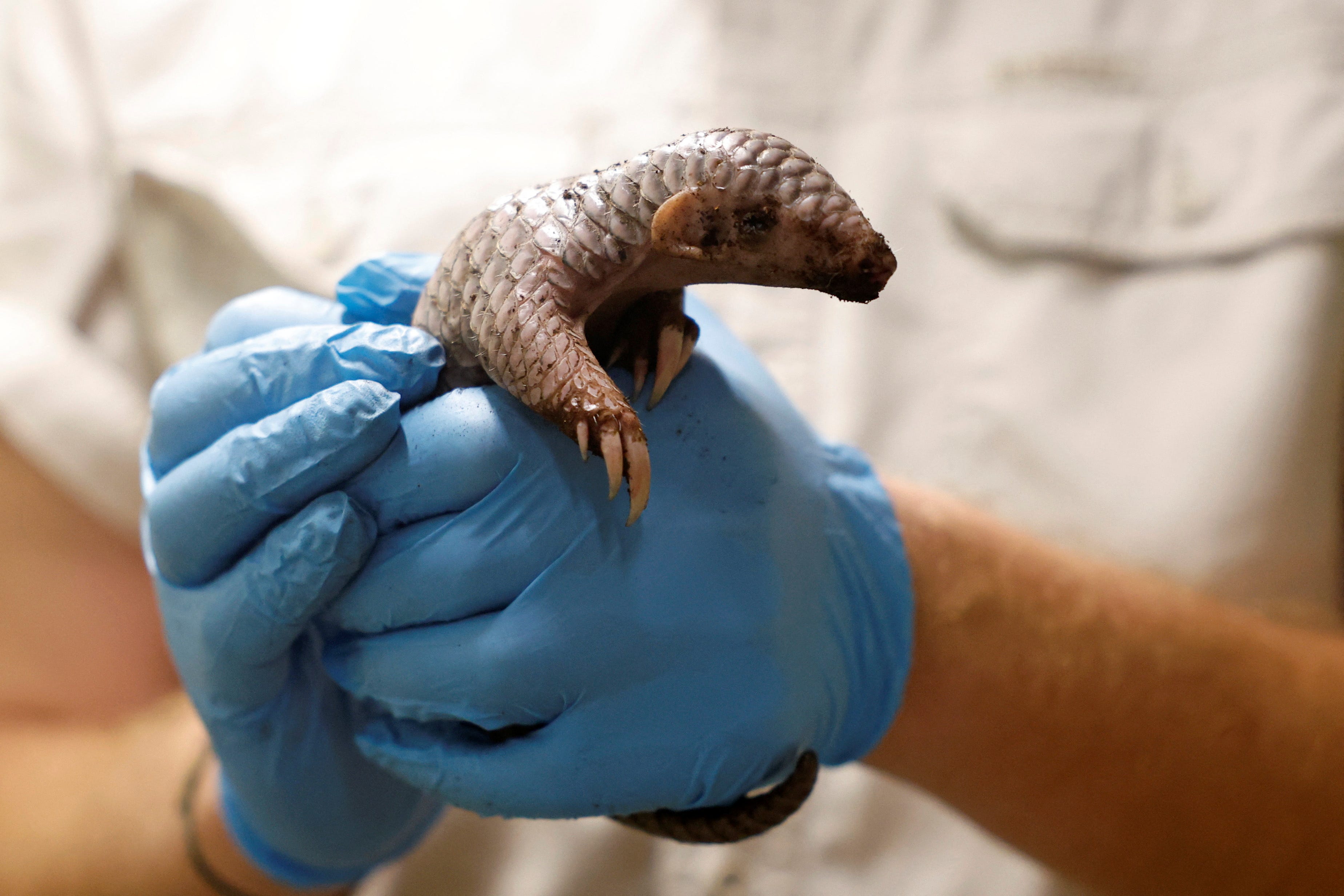 What is a pangolin? Animal could be protected under Endangered Species Act