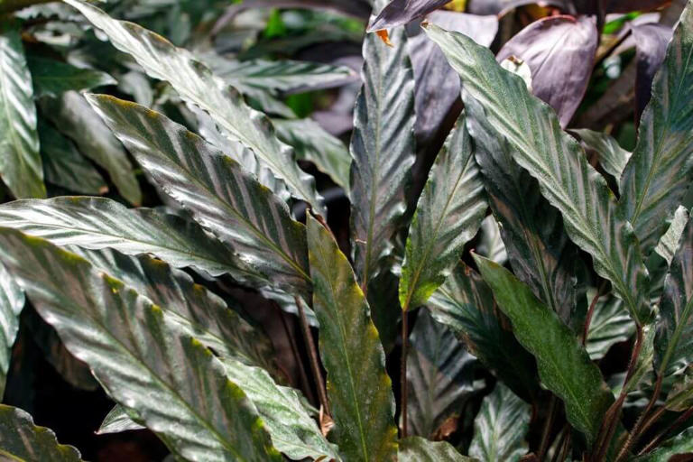 Calathea Xena: cuidados, características y secretos de la planta oración