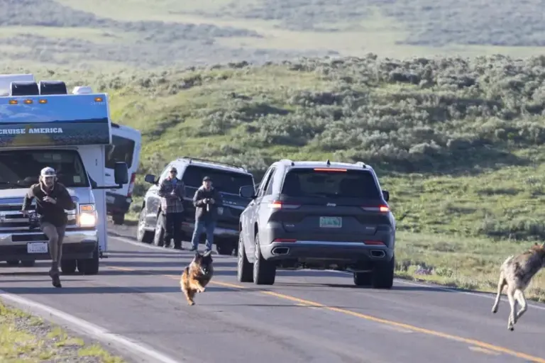 Talk About A Dog Fight: German Shepard Erupts Out Of Car Window To ...