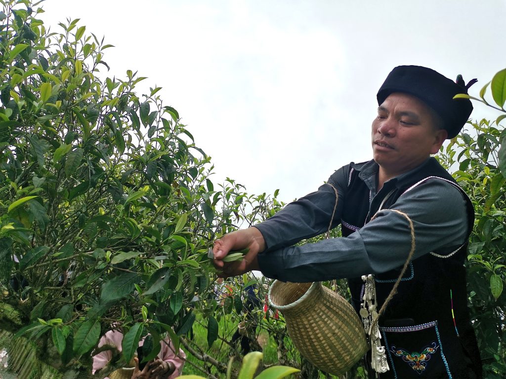 Tea – China’s priceless gift to the world