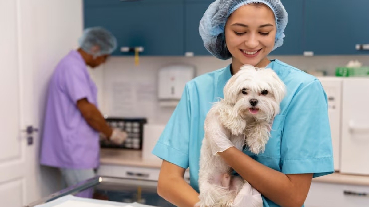 What your dog thinks when you take him to the vet