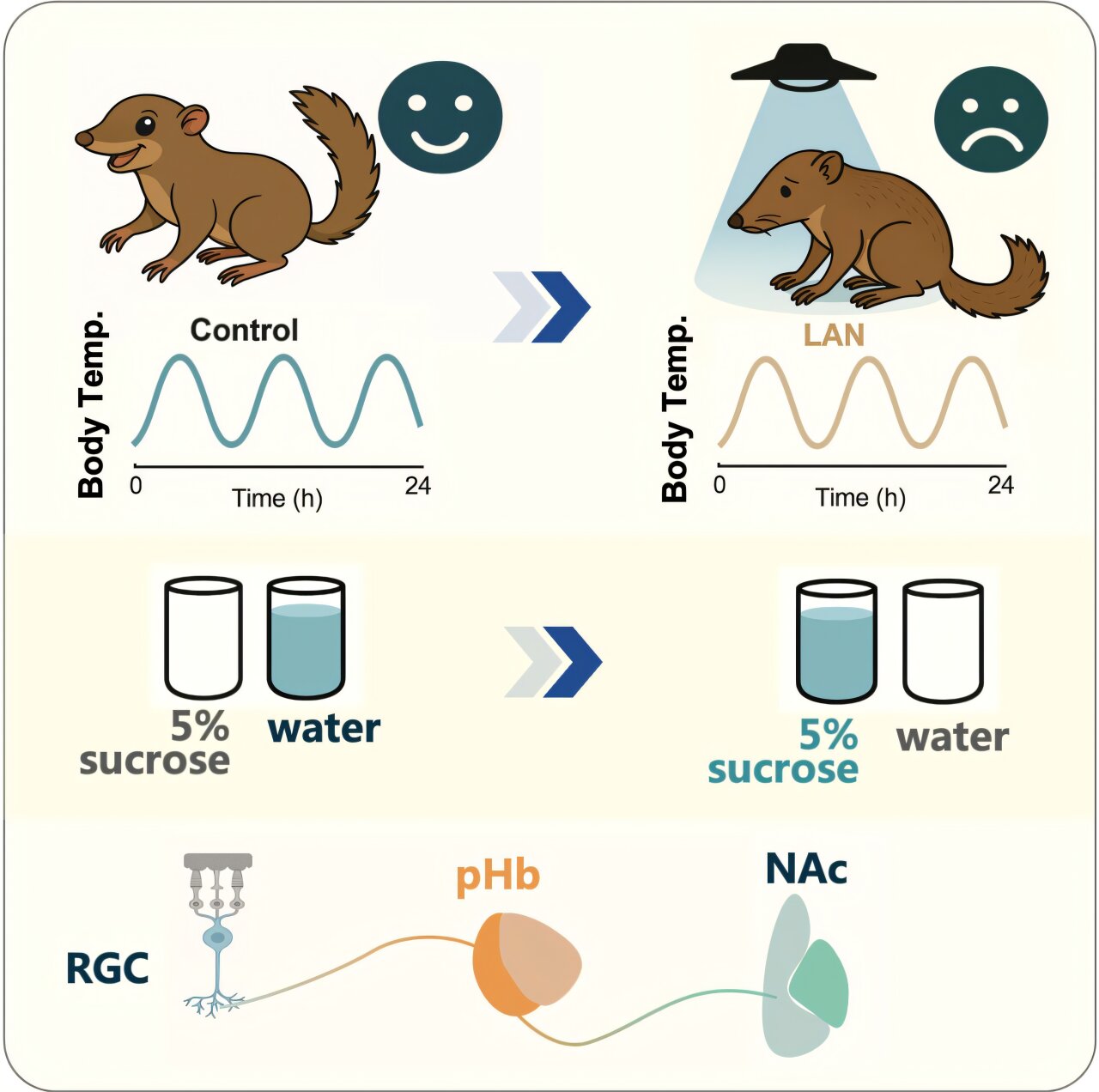 Tree-shrew study finds specific brain circuit linking nighttime light ...